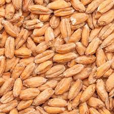 Spelt Malt – Grains & Taps